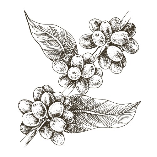 Hand drawn colorful coffee plant Royalty Free Vector Image