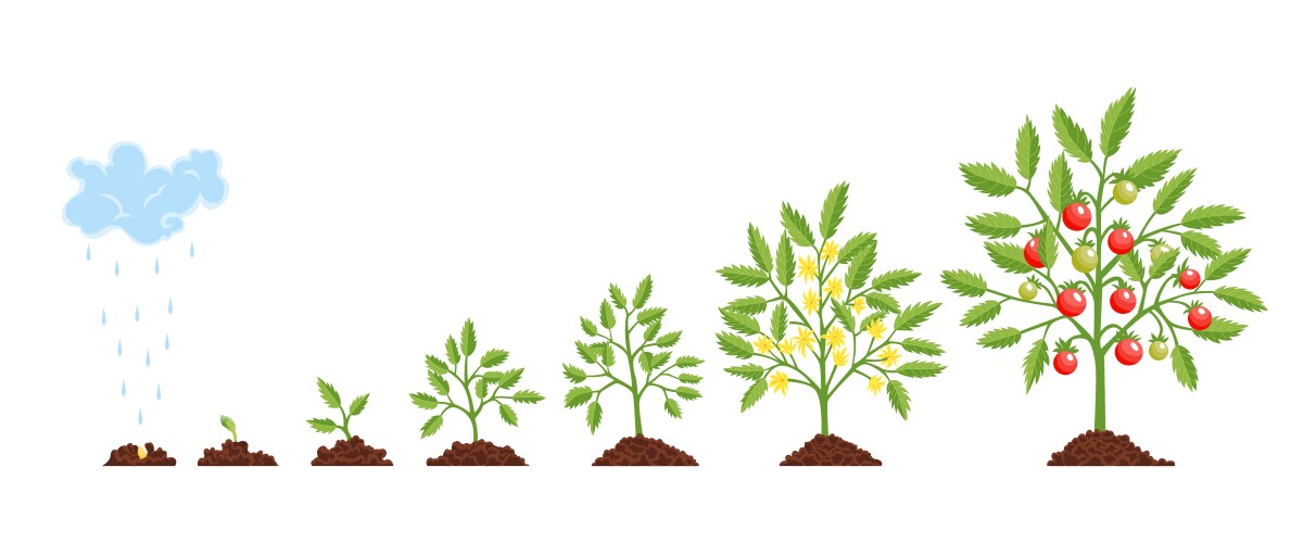 Flower life cycle growth stages from seed Vector Image
