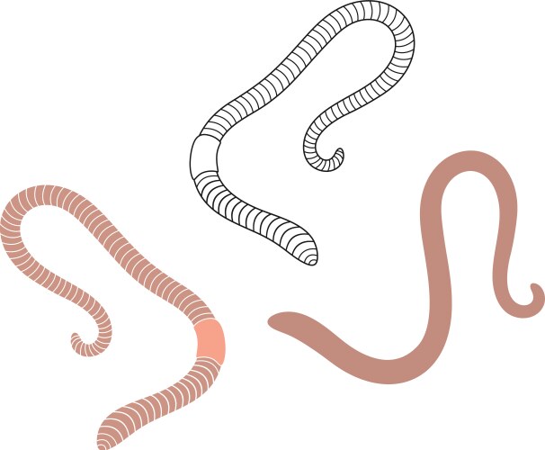 Earthworm Royalty Free Vector Image - VectorStock