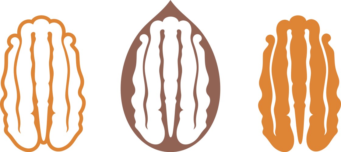 Cashew nut Royalty Free Vector Image - VectorStock