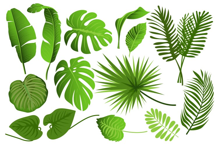Set tropical leaves Royalty Free Vector Image - VectorStock