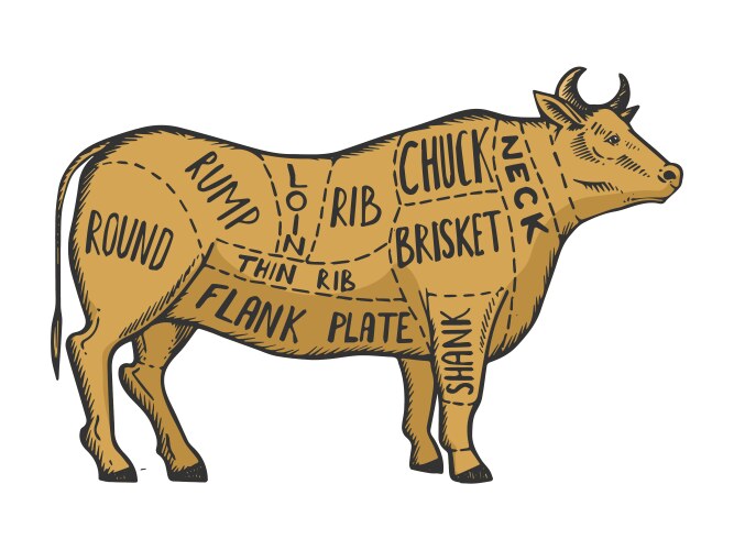 Cut of beef butcher diagram and scheme cow Vector Image