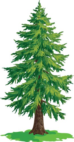 Fur tree Royalty Free Vector Image - VectorStock