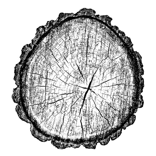 Tree log wood growth rings grunge texture Vector Image