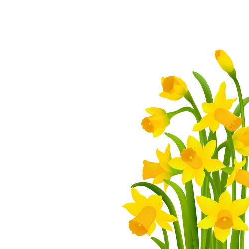 Narcissus flower Royalty Free Vector Image - VectorStock