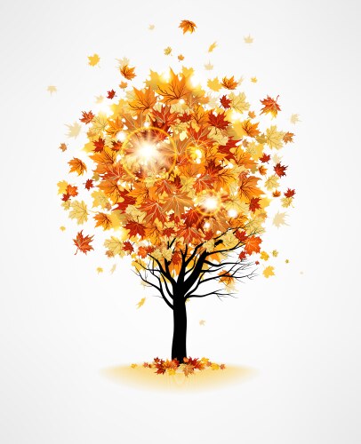 Maple tree on white Royalty Free Vector Image - VectorStock