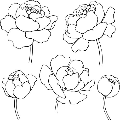 Peony Outline Vector Images (over 5,400)