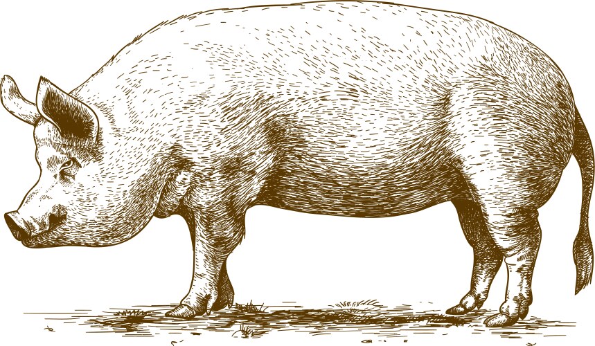 Pig Vector Images (over 98,000)