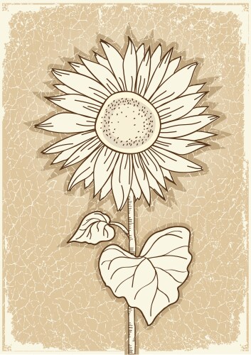 Sunflower Vector Images (over 50,000)