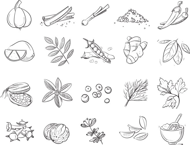 Hand drawn spices herbs and vegetables sketch Vector Image
