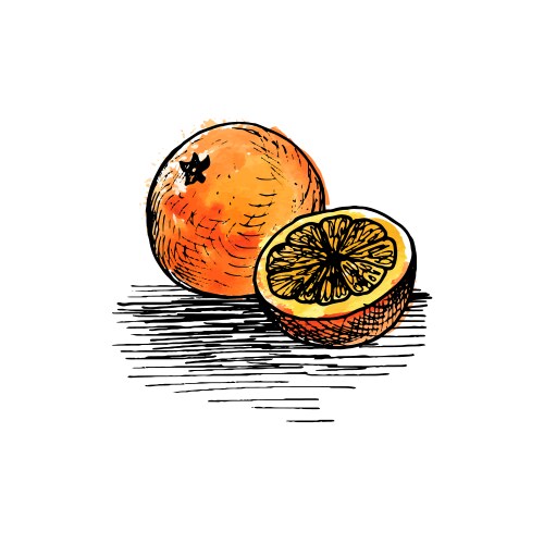 Ink drawing orange Royalty Free Vector Image - VectorStock