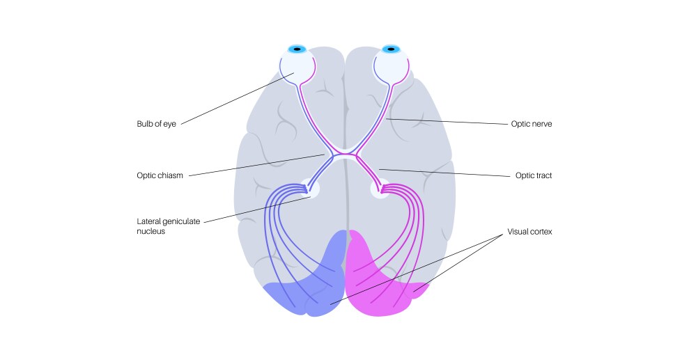 Optic nerve anatomy Royalty Free Vector Image - VectorStock