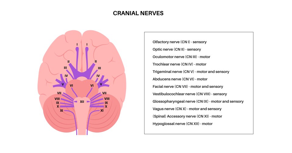 Optic nerve anatomy Royalty Free Vector Image - VectorStock