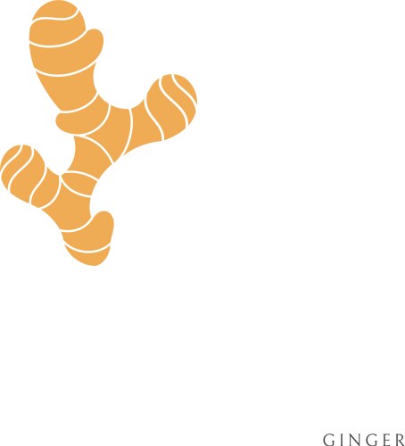 Ginger root Royalty Free Vector Image - VectorStock