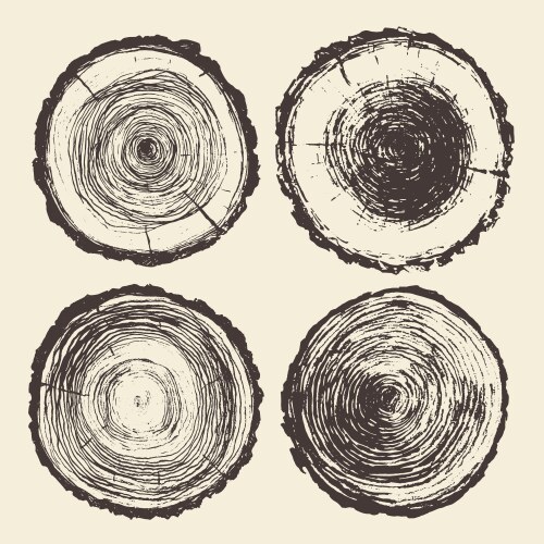 Round tree trunk cuts with cracks sawn pine Vector Image