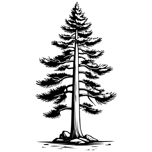 Drawing Pine Tree Outline Vector Images (over 4,500)