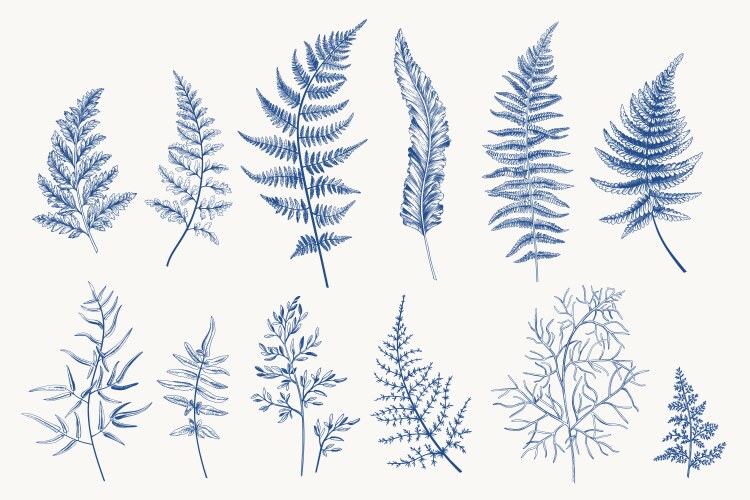 Silver Fern Vector Images (over 10,000)
