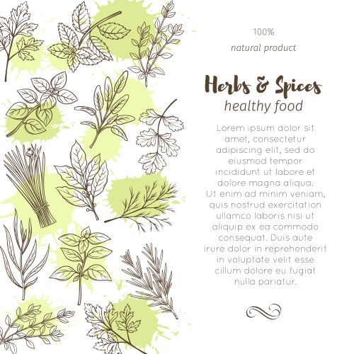 Sketch herbs and spices Royalty Free Vector Image