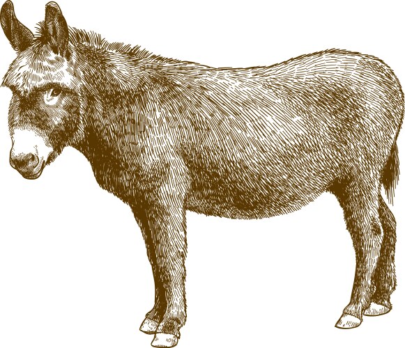 Donkey Vector Images (over 13,000)