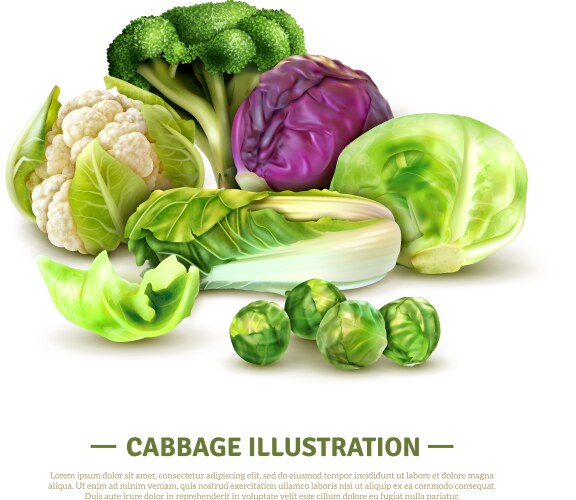 Realistic cabbage vegetable Royalty Free Vector Image