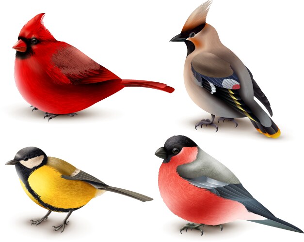 A pair beautiful winter birds bullfinches Vector Image