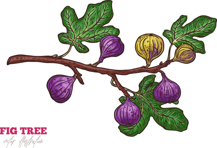 Drawing branch fig tree Royalty Free Vector Image