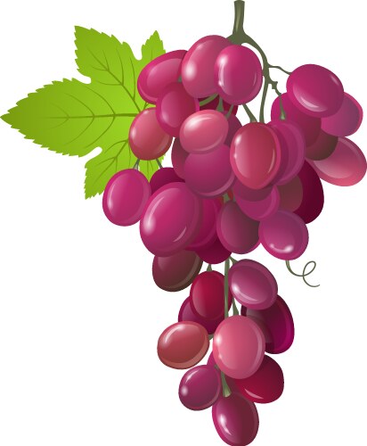 Cartoon fresh grapes isolated on white background Vector Image