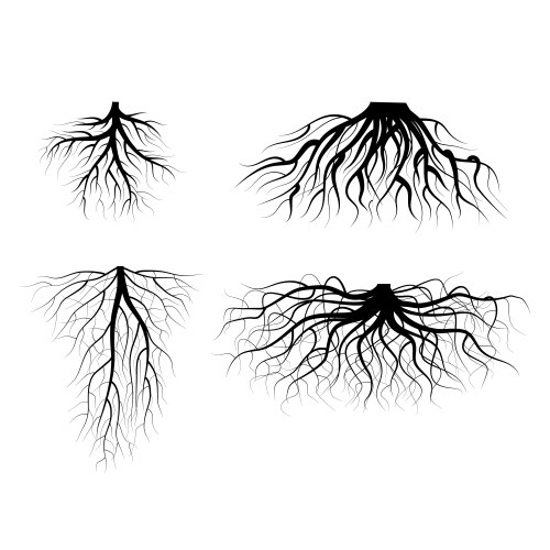 Tree Roots Black and White Vector Images (over 2,700)