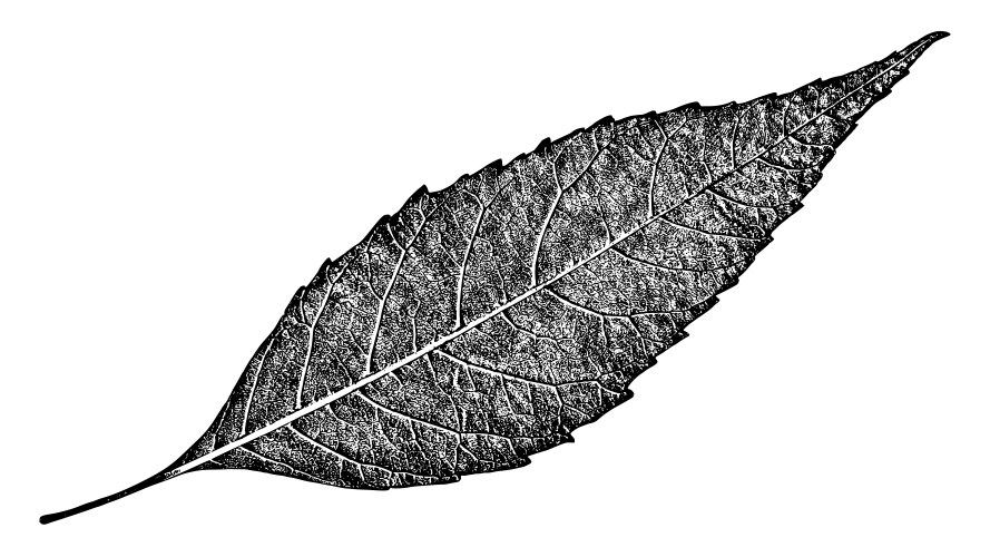 Black Leaf Vector Images (over 780,000)