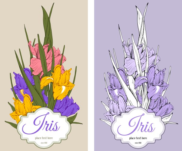 Iris Vector Images (over 25,000)