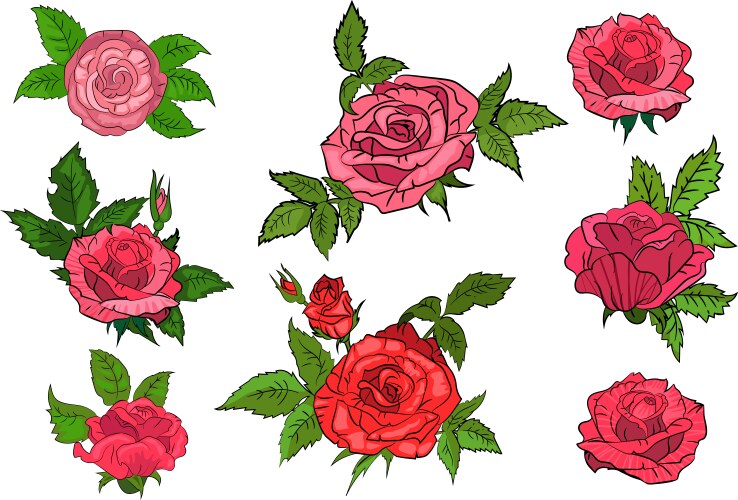 Set red rose Royalty Free Vector Image - VectorStock