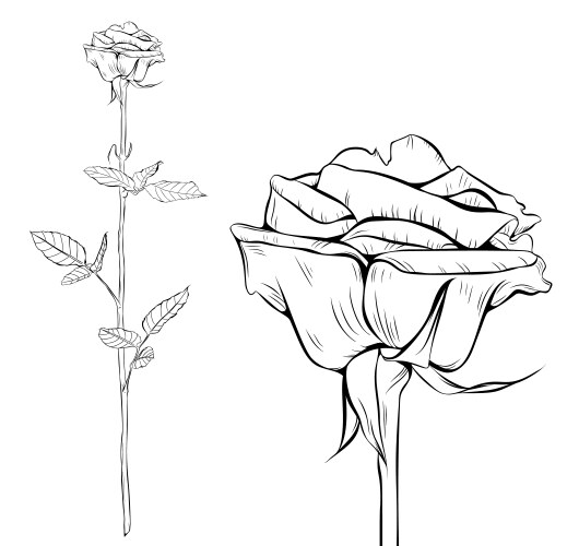 Rose Stem Line Drawing Vector Images (over 3,600)