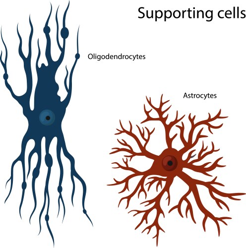 Astrocytes Vector Images (36)