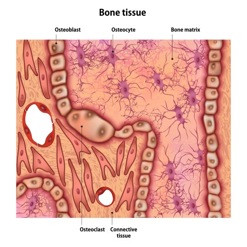 Human Tissue Vector Images (over 9,800)