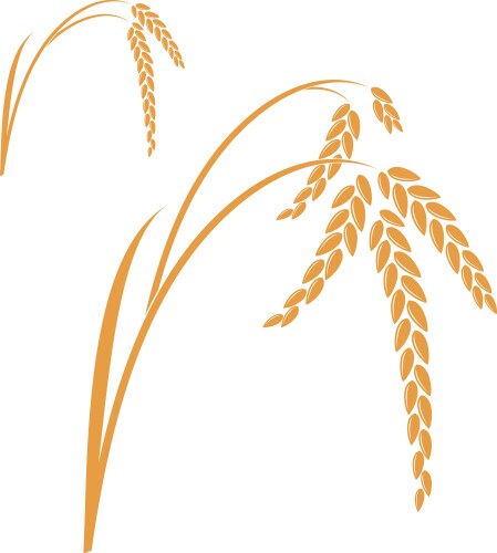 Rice Royalty Free Vector Image - VectorStock