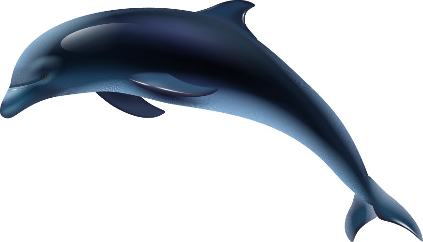 Dolphin fish on a white background Royalty Free Vector Image