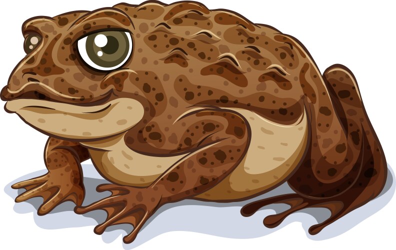 Toad Royalty Free Vector Image - VectorStock