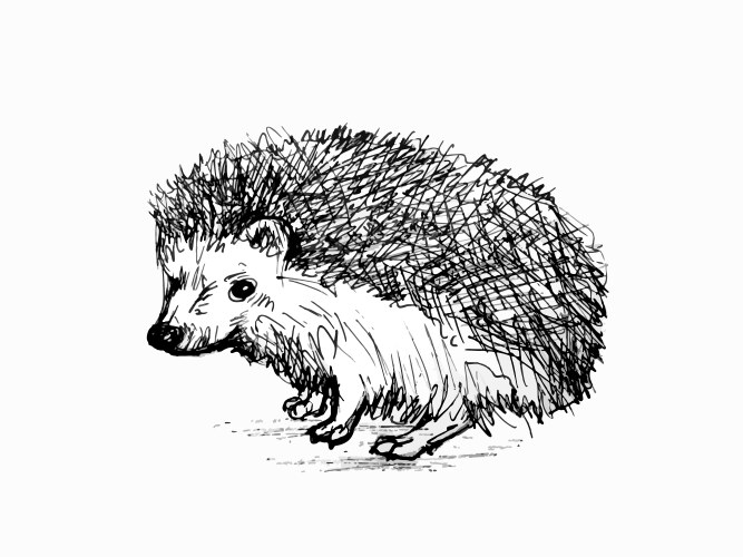 Hedgehog Vector Images (over 20,000)