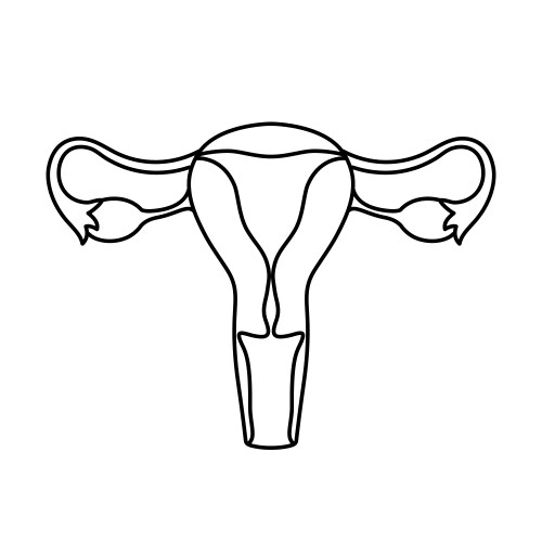 Female Reproductive Diagram Vector Images (over 1,600)