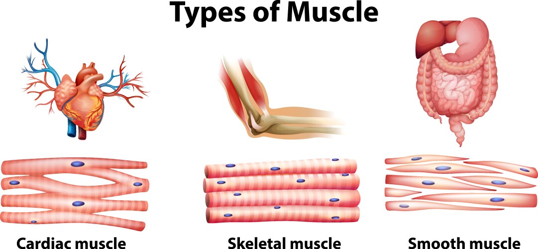 Structure of skeletal muscle Royalty Free Vector Image