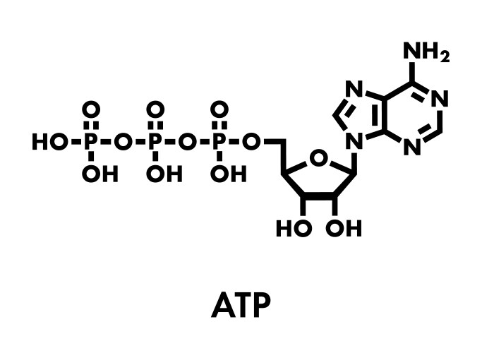 Neurotransmitter adenosine triphosphate formula Vector Image