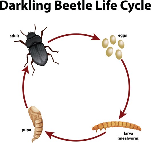 Darkling Beetle Life Cycle Diagram – Royalty-Free Vector | VectorStock