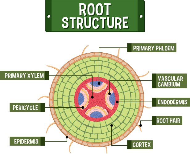 Root structure monocot and dicot stems Royalty Free Vector