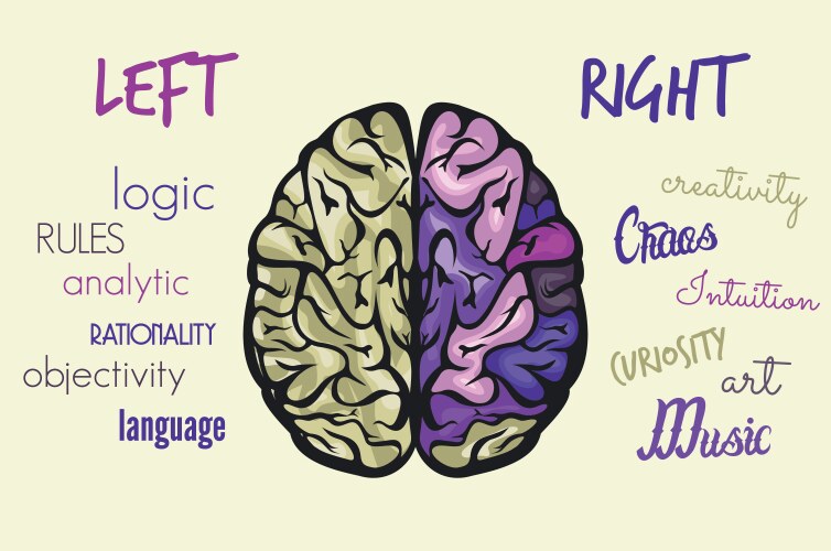 Left analytical and right creativity brain Vector Image