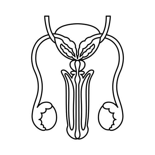 Male Reproductive System Vector Images (over 2,400)