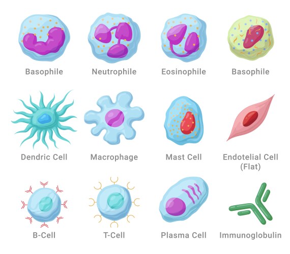 Cells lymphocyte immune system human anatomy Vector Image