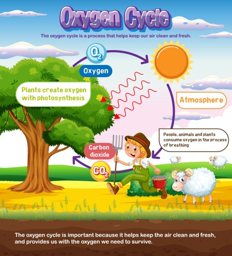 Science of water cycle Royalty Free Vector Image