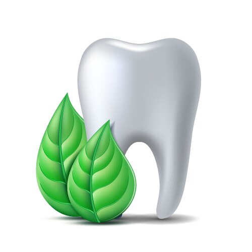 White tooth with green leaves fresh Royalty Free Vector