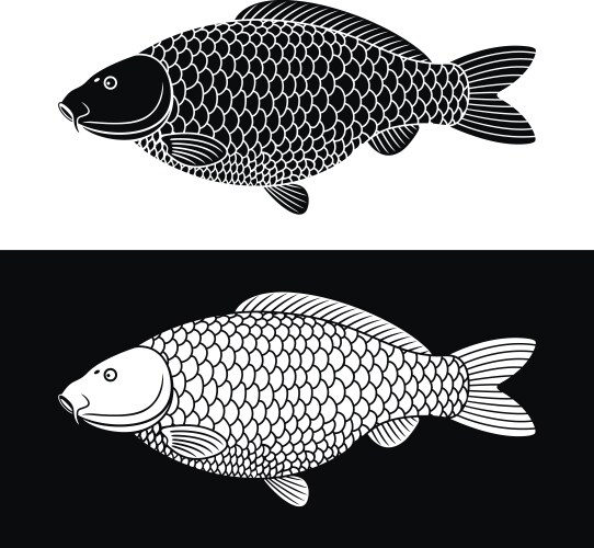 Common Carp Vector Images (over 450)