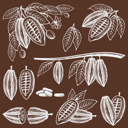 Cocoa Vector Images (over 47,000)